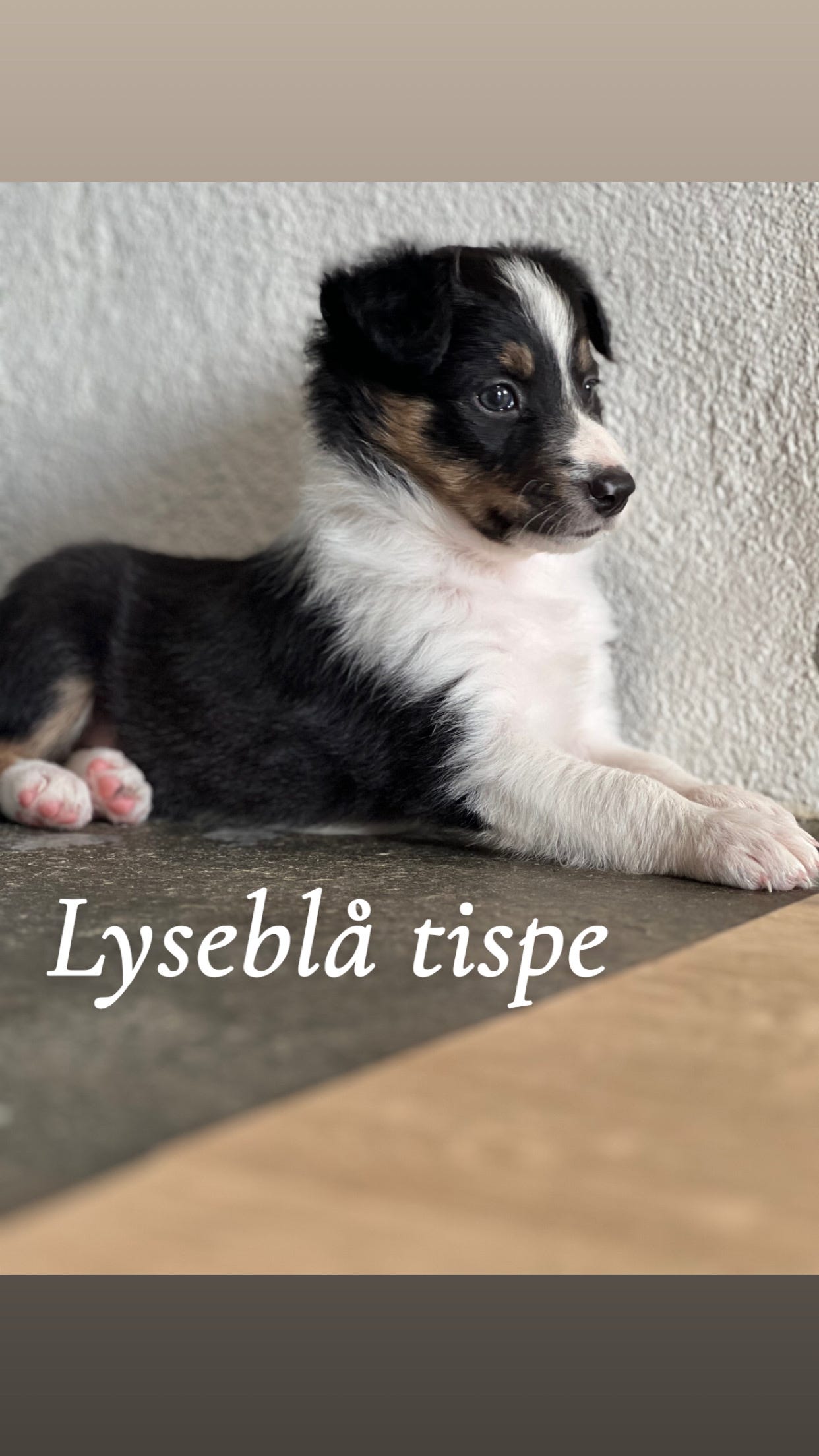 Border collie valper | FINN-torget