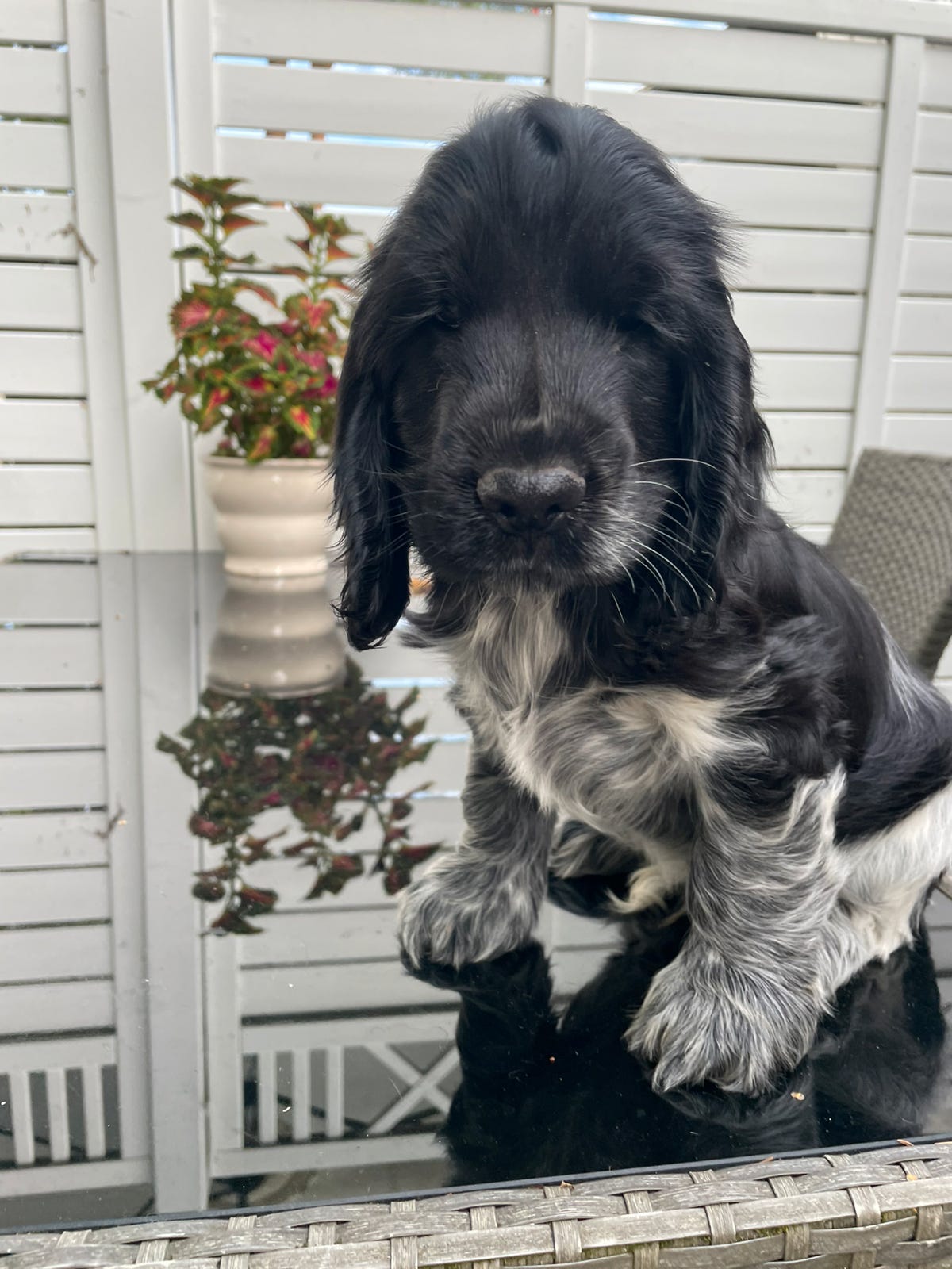 Flotte cocker spaniel valper.Leveringsklare fra 23 juli, kan evt hentes ...