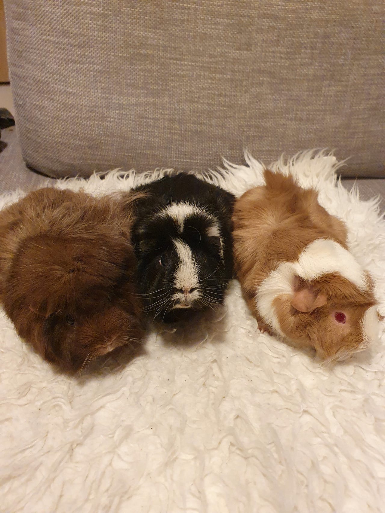 Marsvin med bur og utstyr selges | FINN-torget