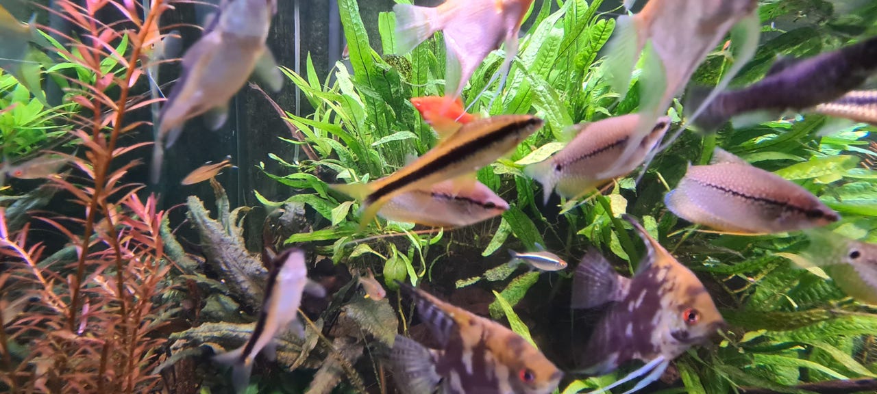 Siamesisk algeeter | FINN-torget