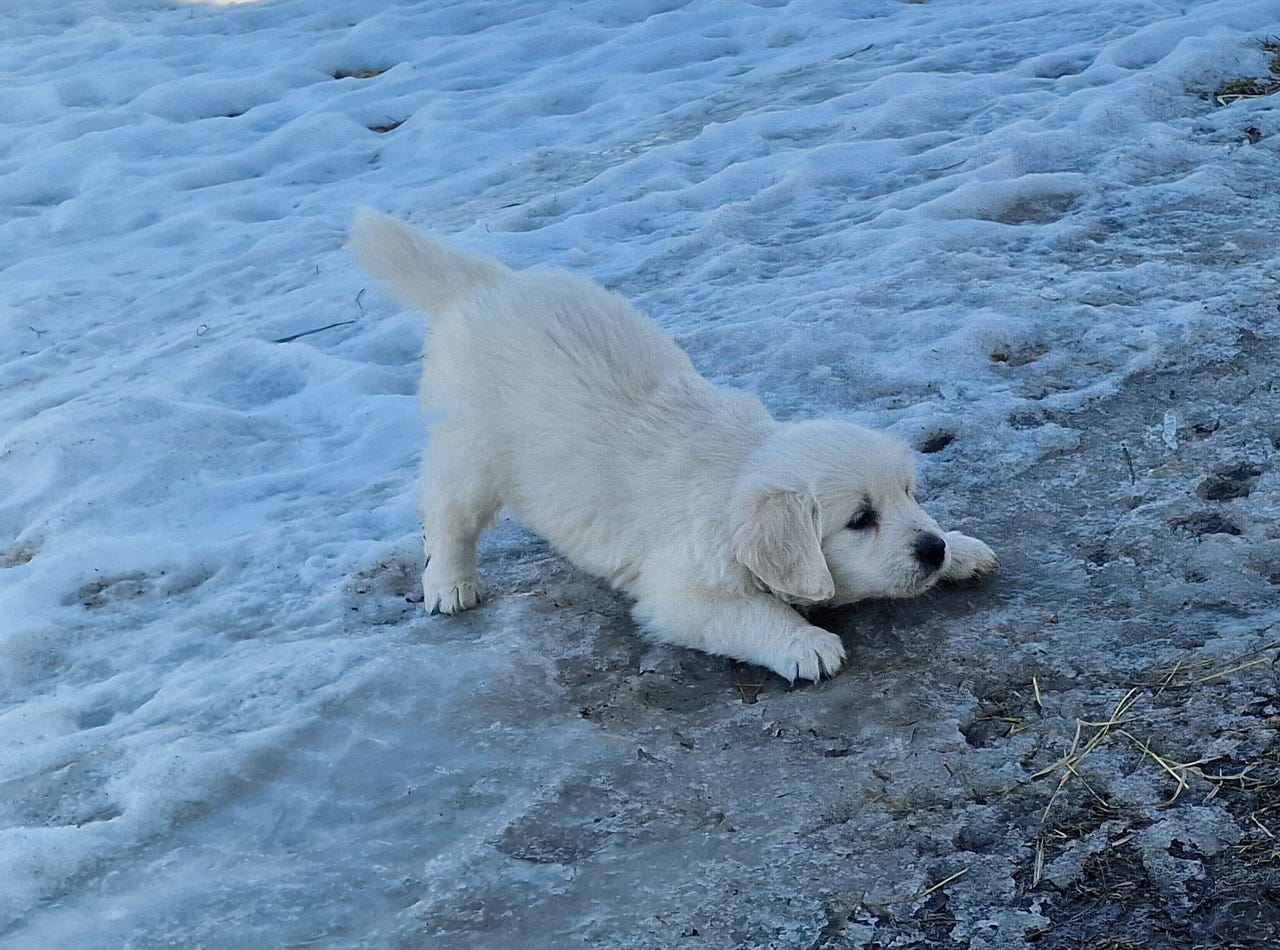 Golden Retriever valp! | FINN-torget