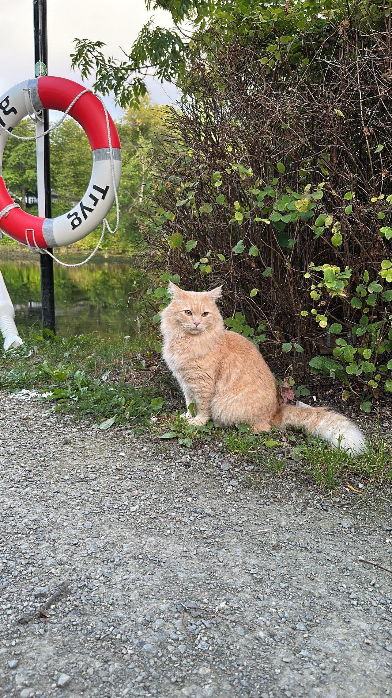 Ute katt | FINN-torget