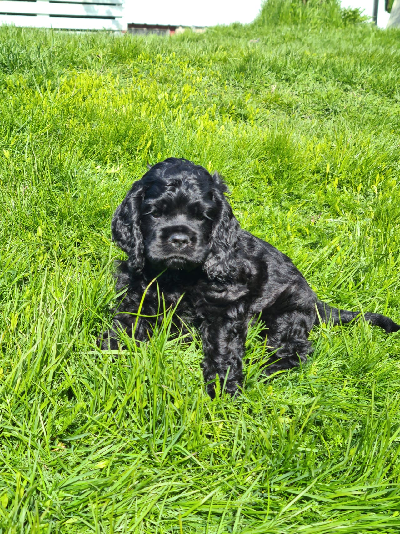 Amerikansk Cocker Spaniel valper. 20 000.- 1 prins ledig. | FINN-torget