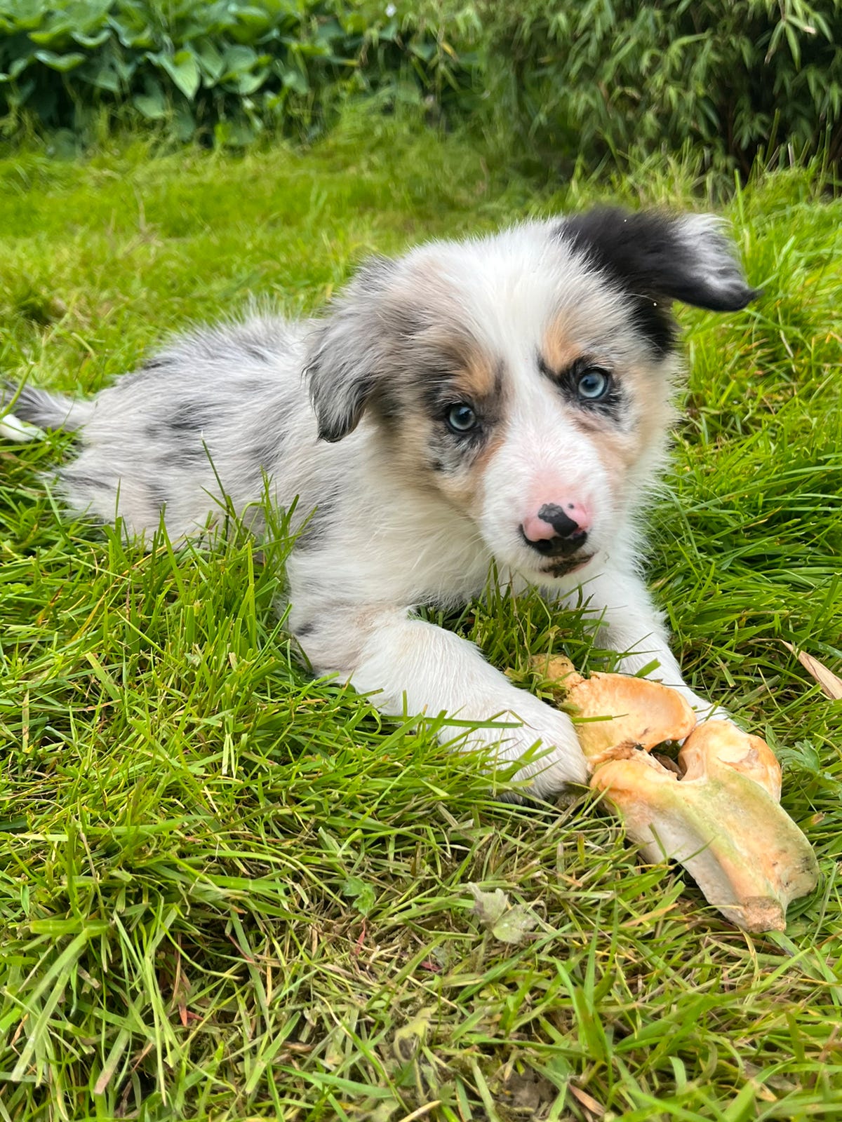 Border collie valp | FINN-torget