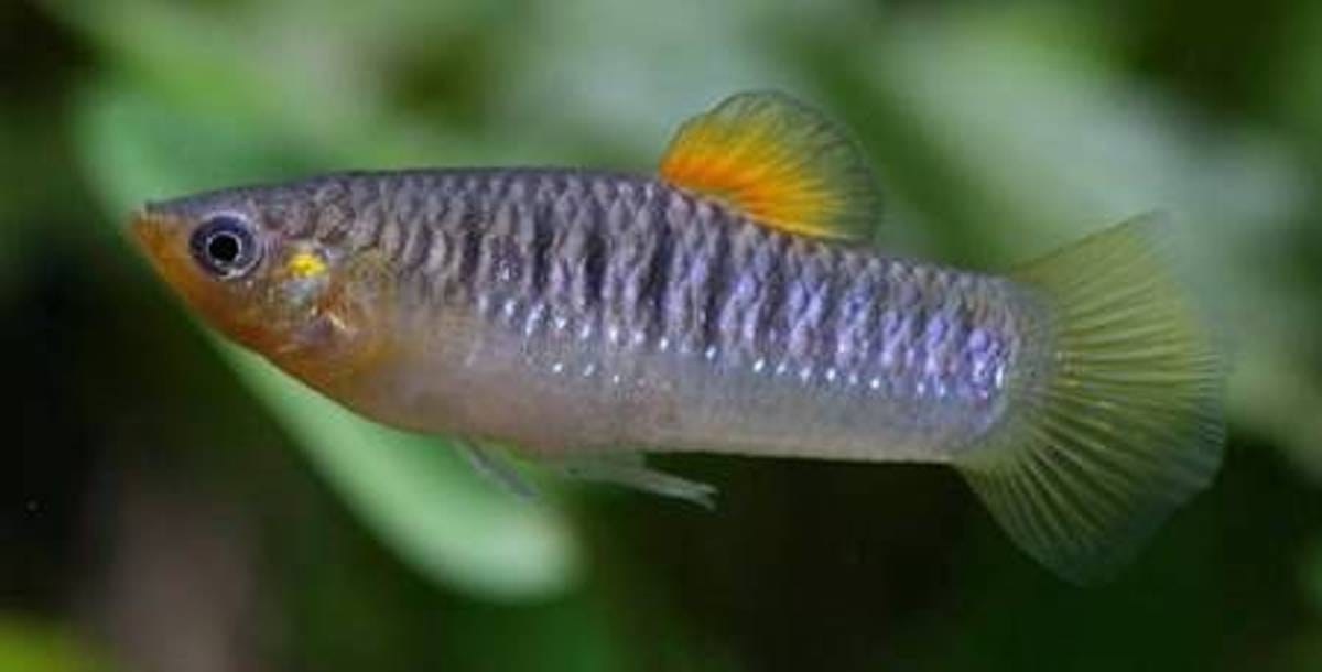 Limia tridens ønskes | FINN-torget