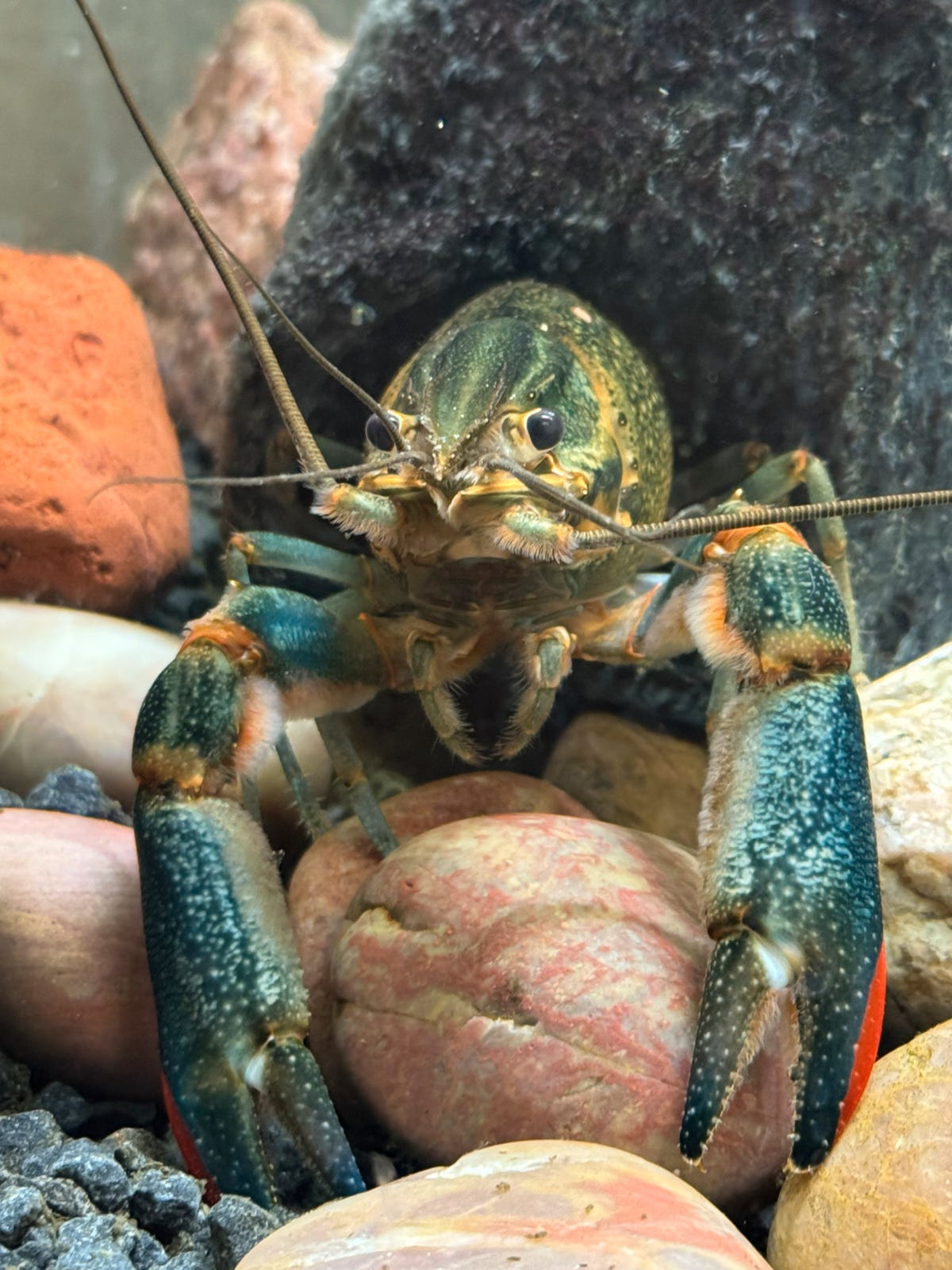 Australian Redclaw Crayfish | Cherax | FINN-torget