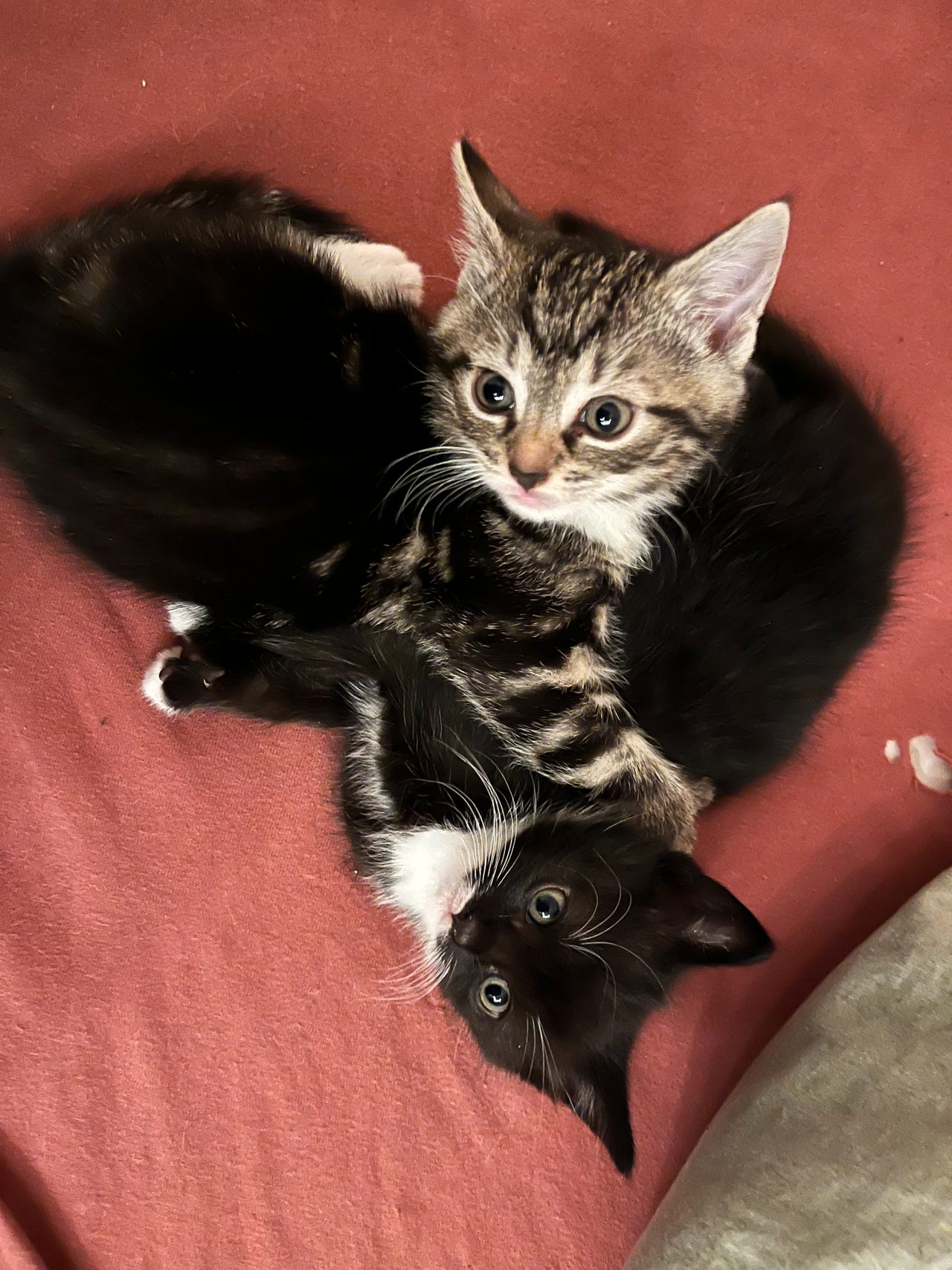 Nydelige kattunger snart klare for nytt hjem - begge reservert | FINN ...