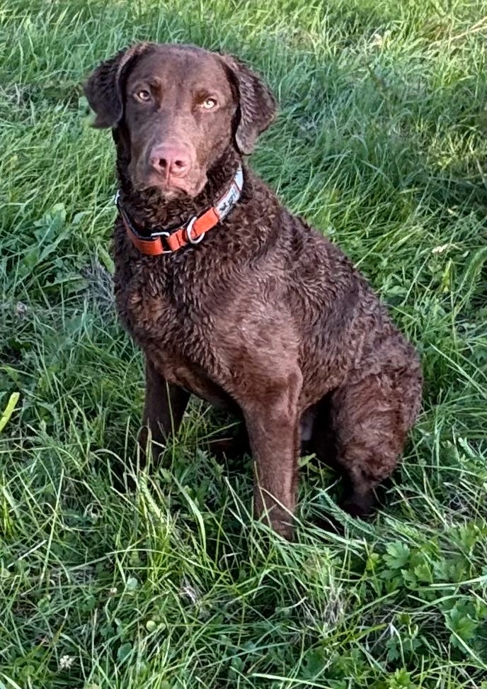 Chesapeake Bay Retriever hanhund 8 mnd gammel | FINN-torget