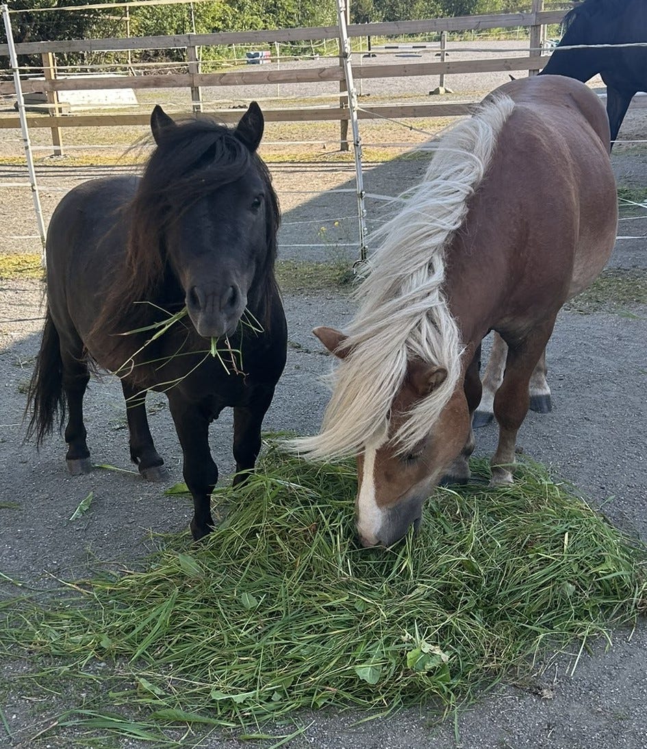 To nydelige shettis hingster født 2021 og 2022 | FINN-torget