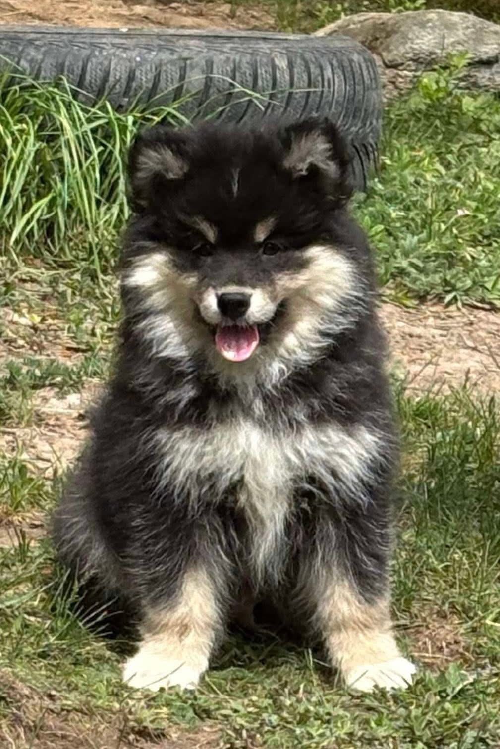 Forvert til finsk lapphund valp | FINN-torget