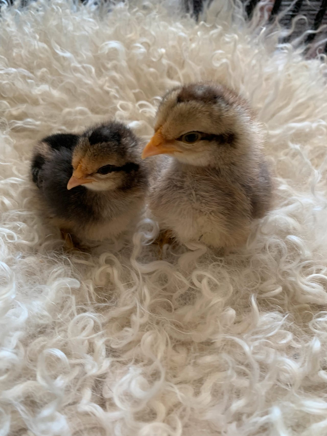 2 Cream Legbar HØNE KYLLINGER til salgs | FINN-torget