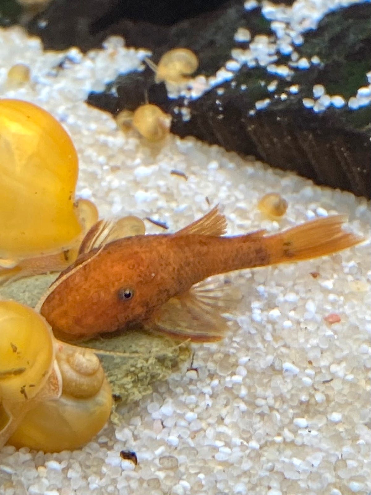 Fisk Superred Ancistrus (Malle) Algeeter algespiser | FINN-torget