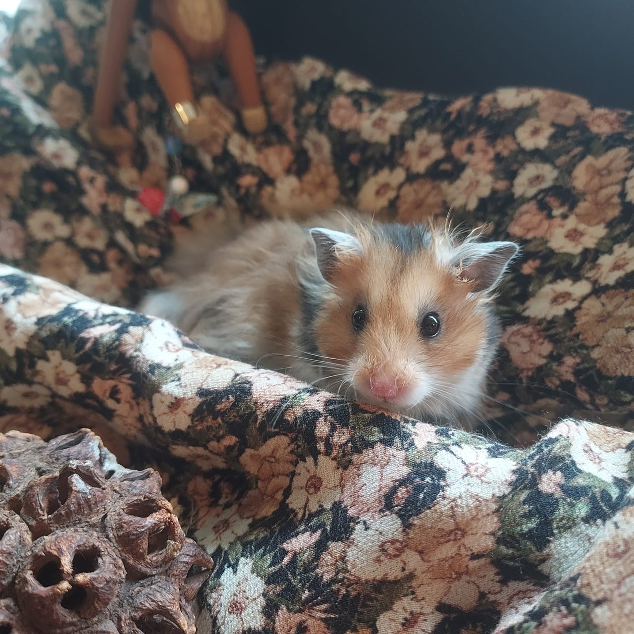 Syrisk Langhåret Hamster unge 8 uker ♡ | FINN-torget