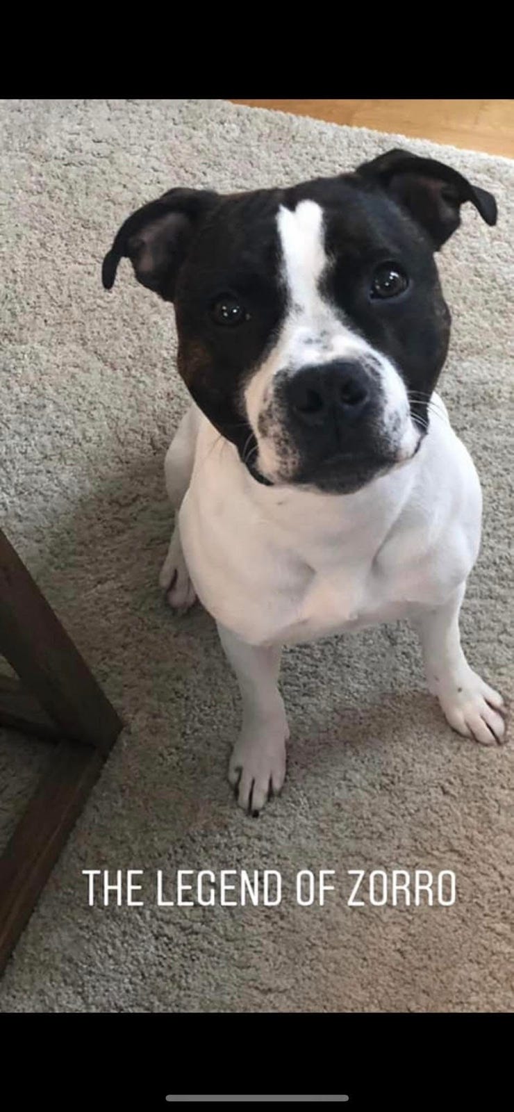 Fineste Zorro født 10.09.18. trenger et nytt hjem🤍🖤 | FINN-torget