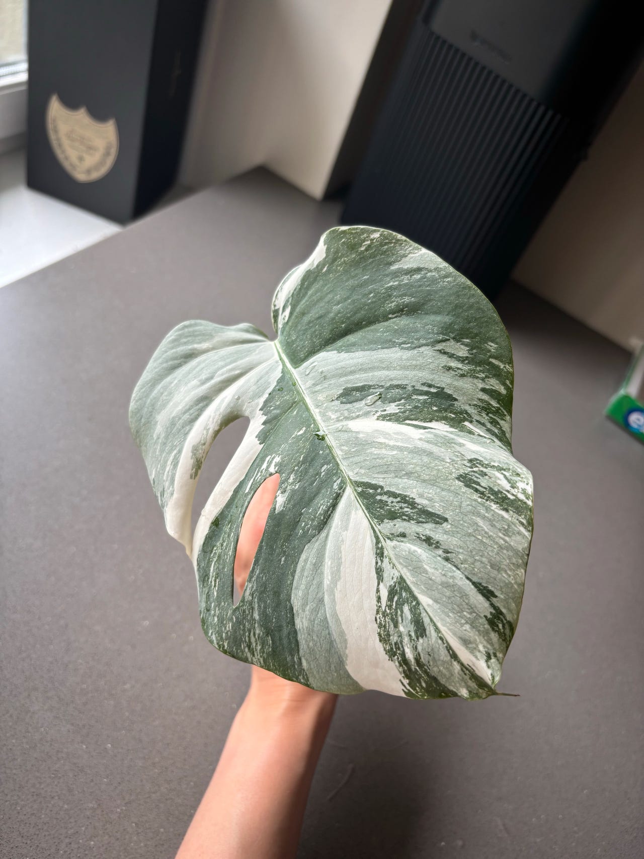 Monstera variegata | FINN-torget