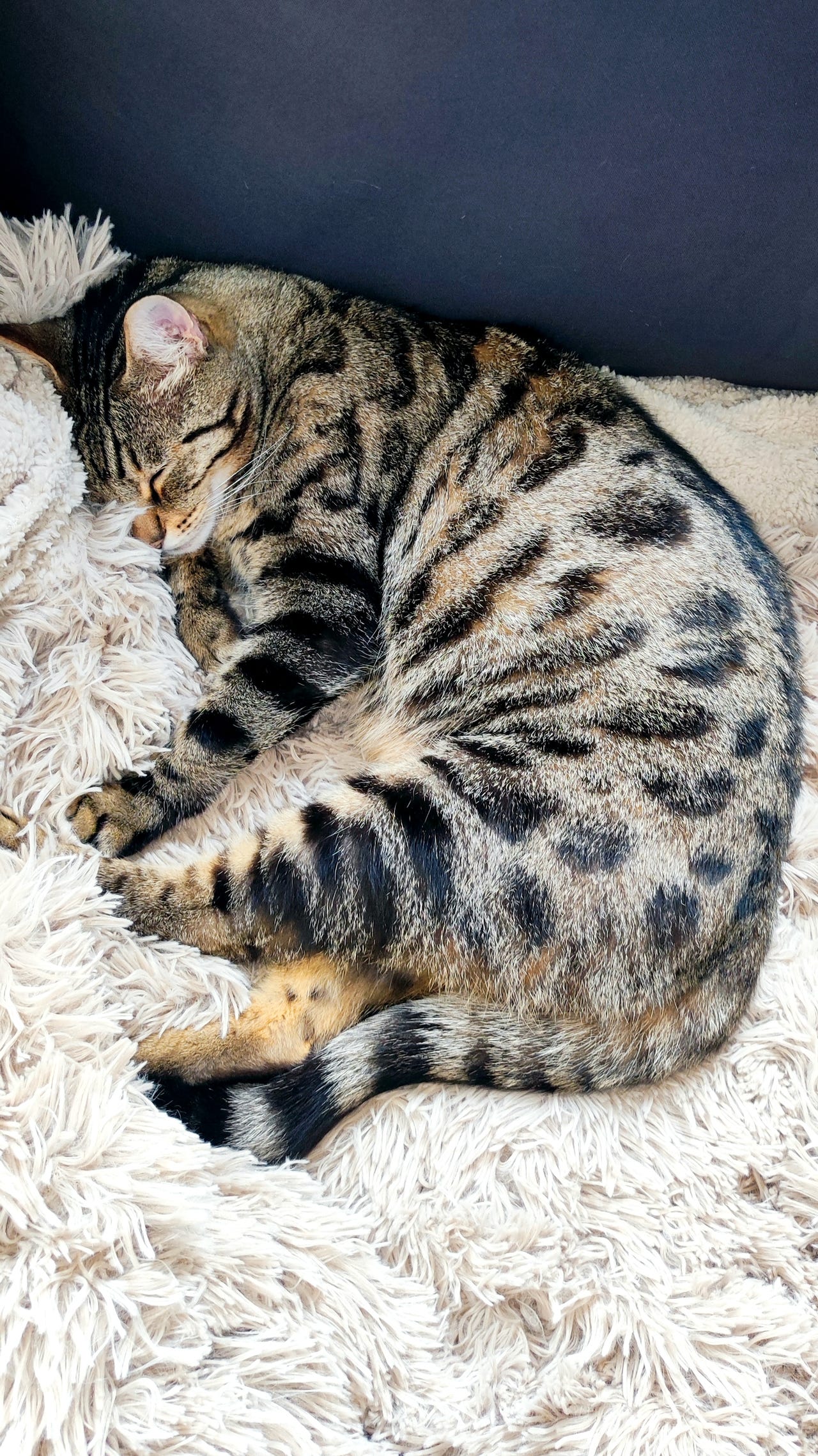 Bengal katt omplassering | FINN-torget