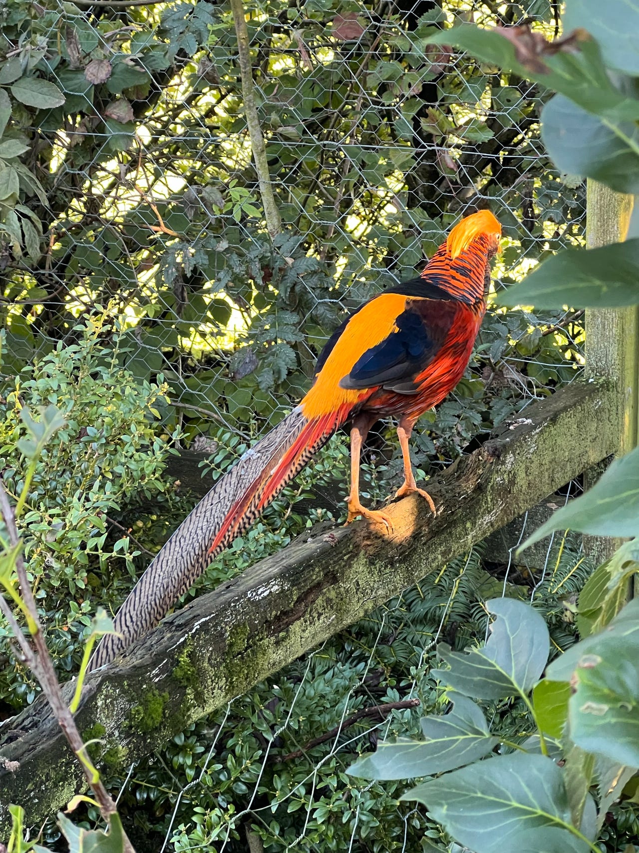 Gullfasan | FINN-torget