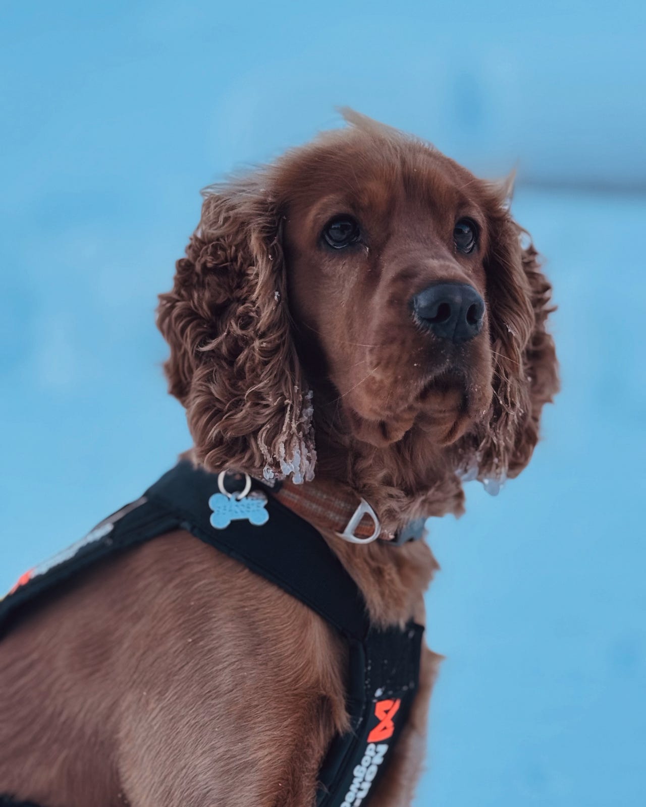 Cocker spaniel omplasseres. Zorro