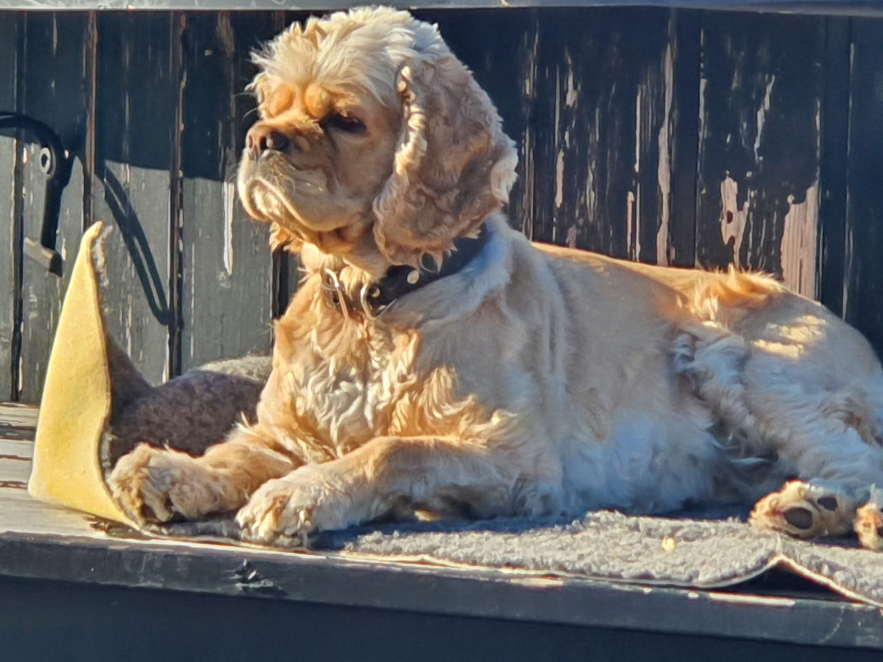 Amerikansk cocker spaniel valper ventes i Juni | FINN-torget