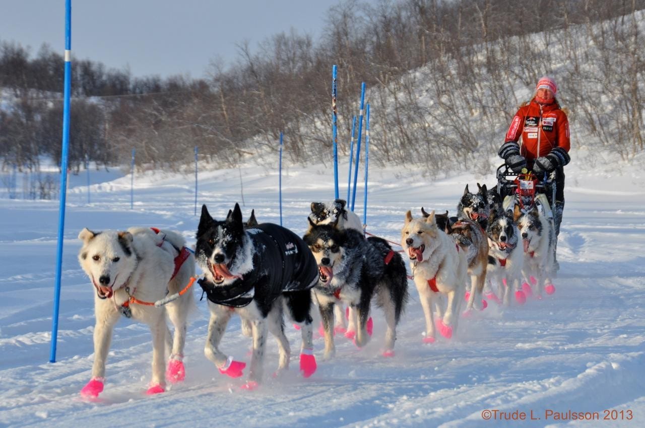 ALASKA HUSKY VALPER AV ALLER BESTE AVL - «FAMILIEAVL" | FINN-torget