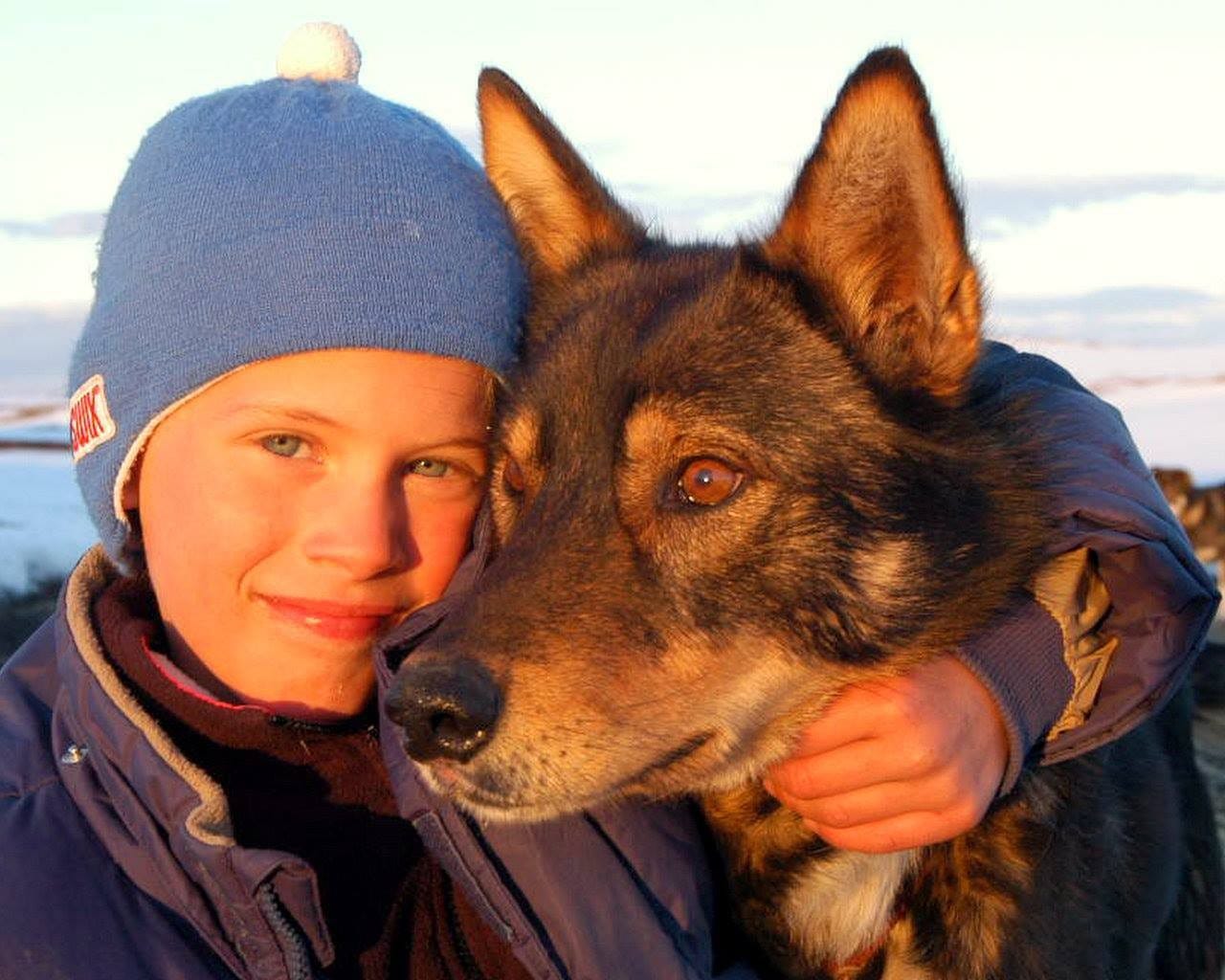 ALASKA HUSKY VALPER AV ALLER BESTE AVL - «FAMILIEAVL" | FINN-torget