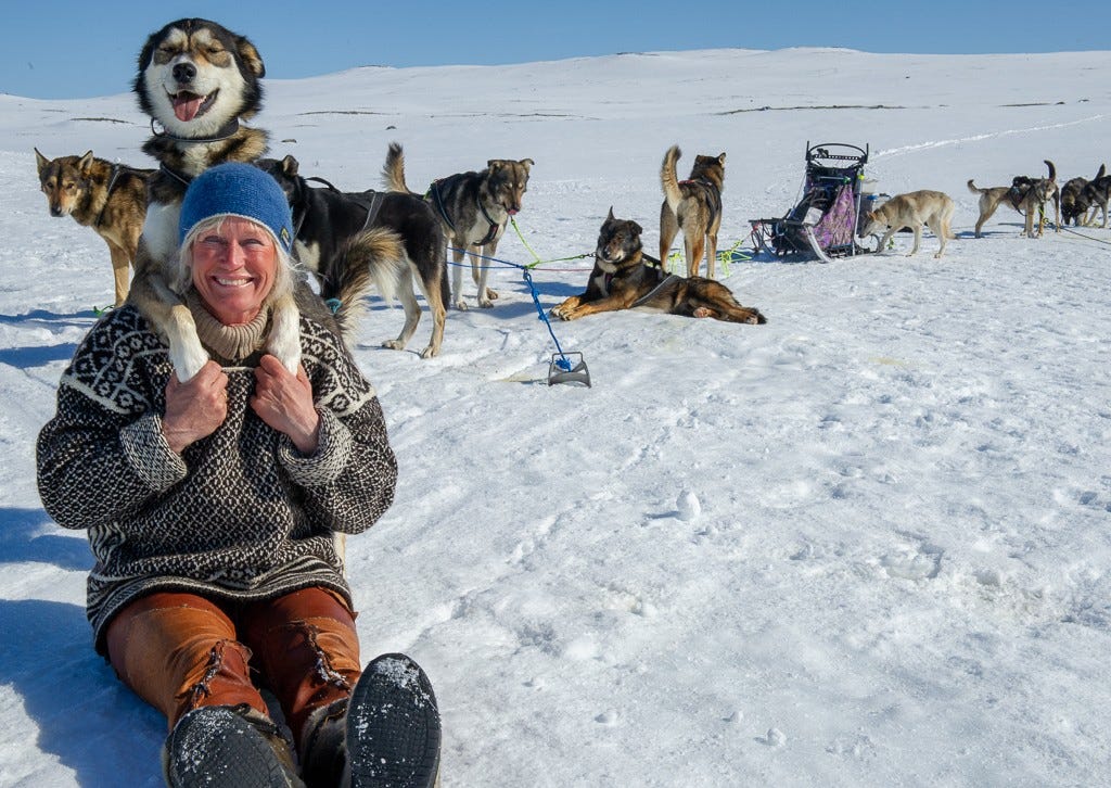 ALASKA HUSKY VALPER AV ALLER BESTE AVL - «FAMILIEAVL" | FINN-torget