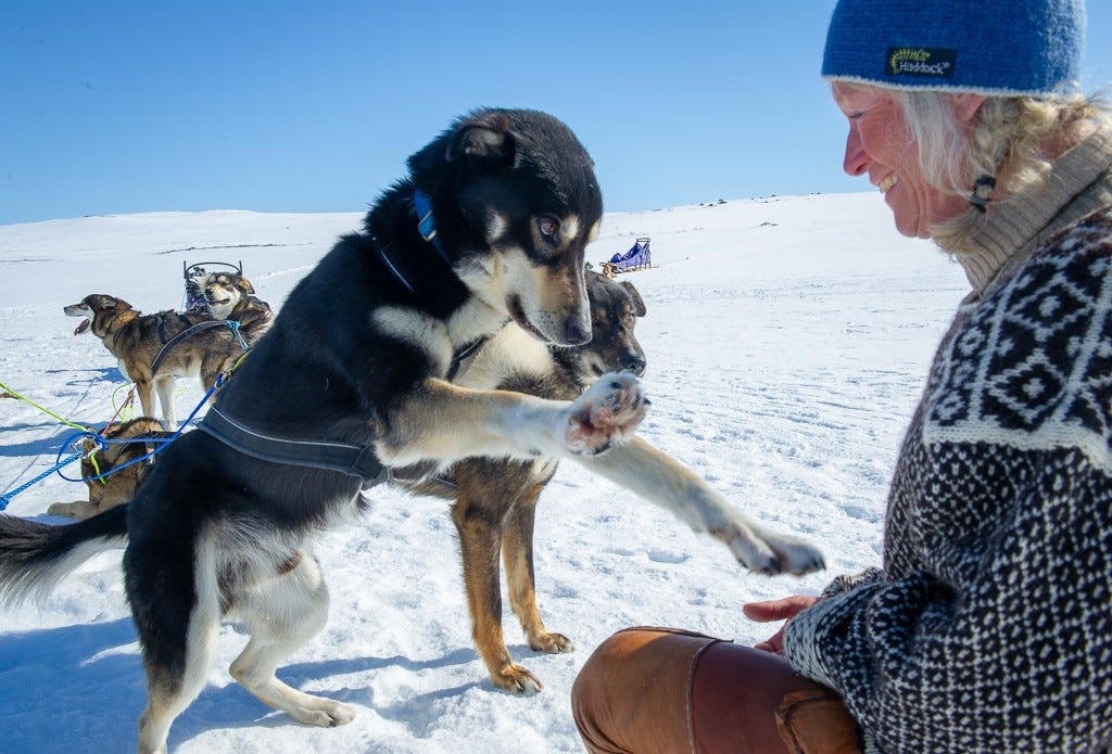 ALASKA HUSKY VALPER AV ALLER BESTE AVL - «FAMILIEAVL" | FINN-torget
