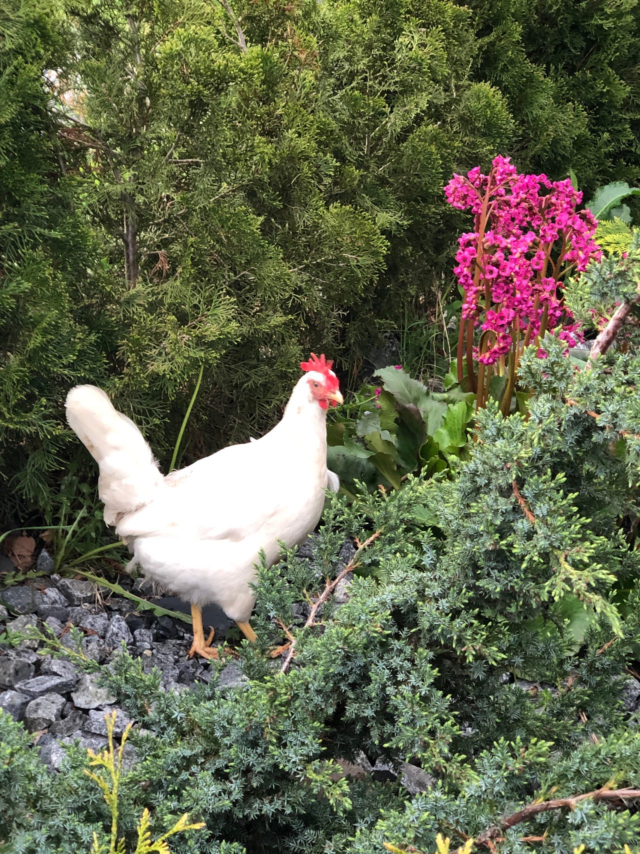 2 stk hvite italiener høner selges | FINN torget