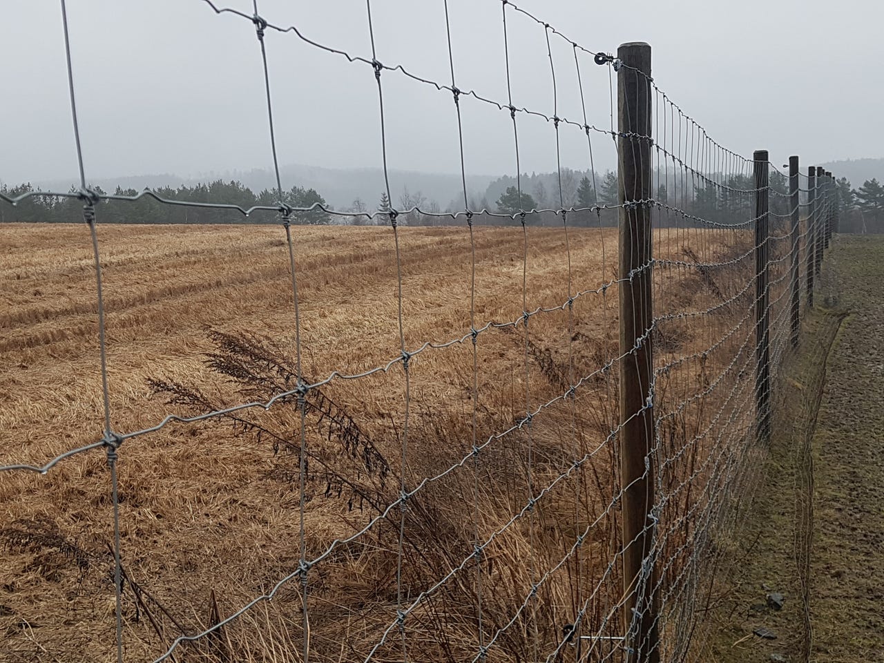 Rovviltgjerde-gjerde til storfe, sau, geit, lama, alpakka, hest etc ...