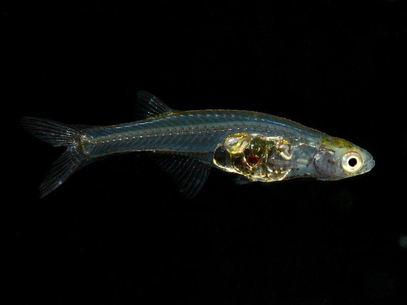 Danionella translucida/mirifica/priapus ønskes | FINN-torget