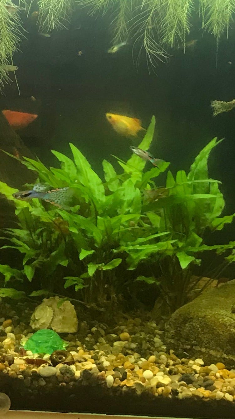 Planter til akvarier | FINN-torget