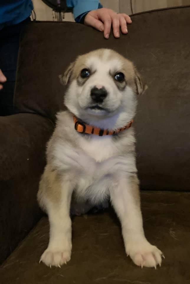 Alaskan Husky valper leveringsklare 4/12 | torget