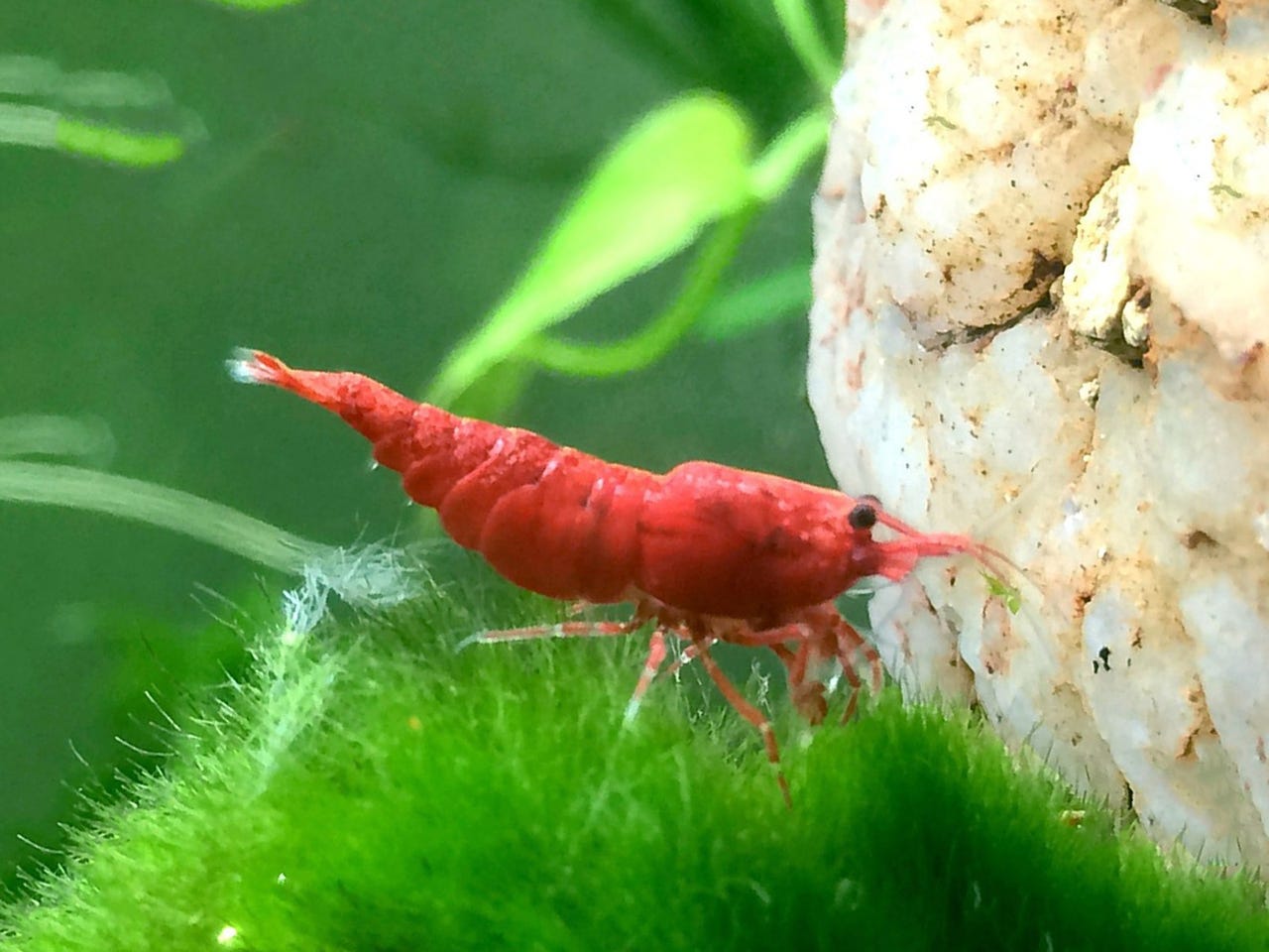 Flotte Bloody Mary Reker | FINN-torget