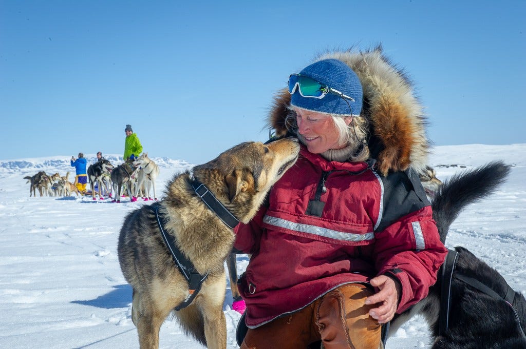 ALASKA HUSKY VALPER AV ALLER BESTE AVL - «FAMILIEAVL" | FINN-torget
