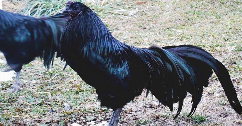 Sumatra Bantam/dverg ønskes | FINN-torget