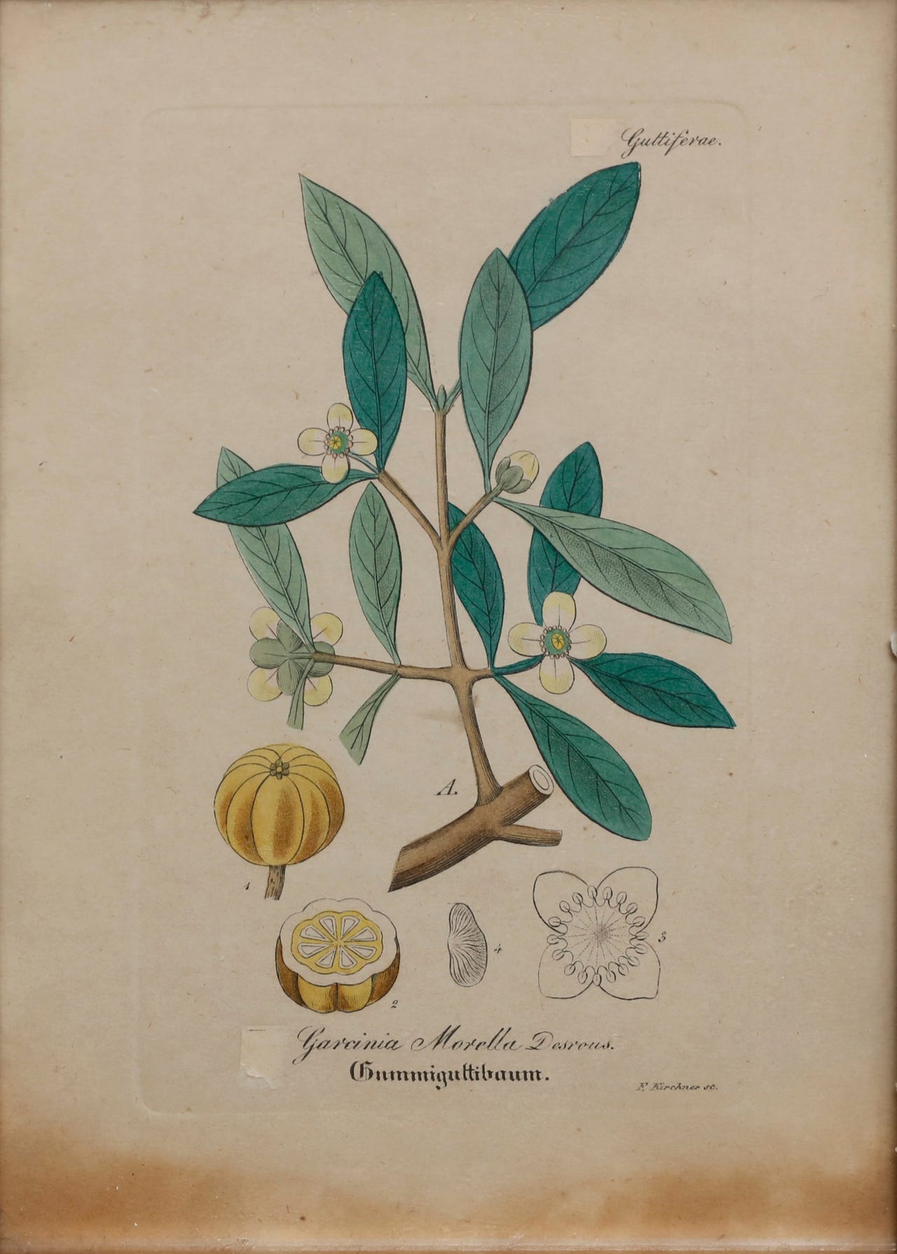 2 botaniske trykk | FINN-torget