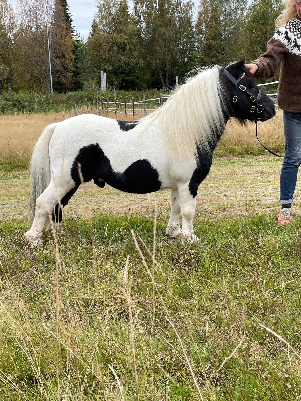 1pr1 kv Minishetlands hingst til avlstjeneste | FINN-torget
