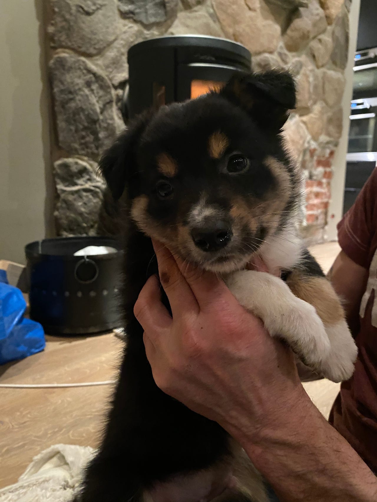 Tricolor border collie valper(alle reservert) | FINN-torget