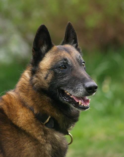 Belgisk Fårehund malinois | FINN-torget