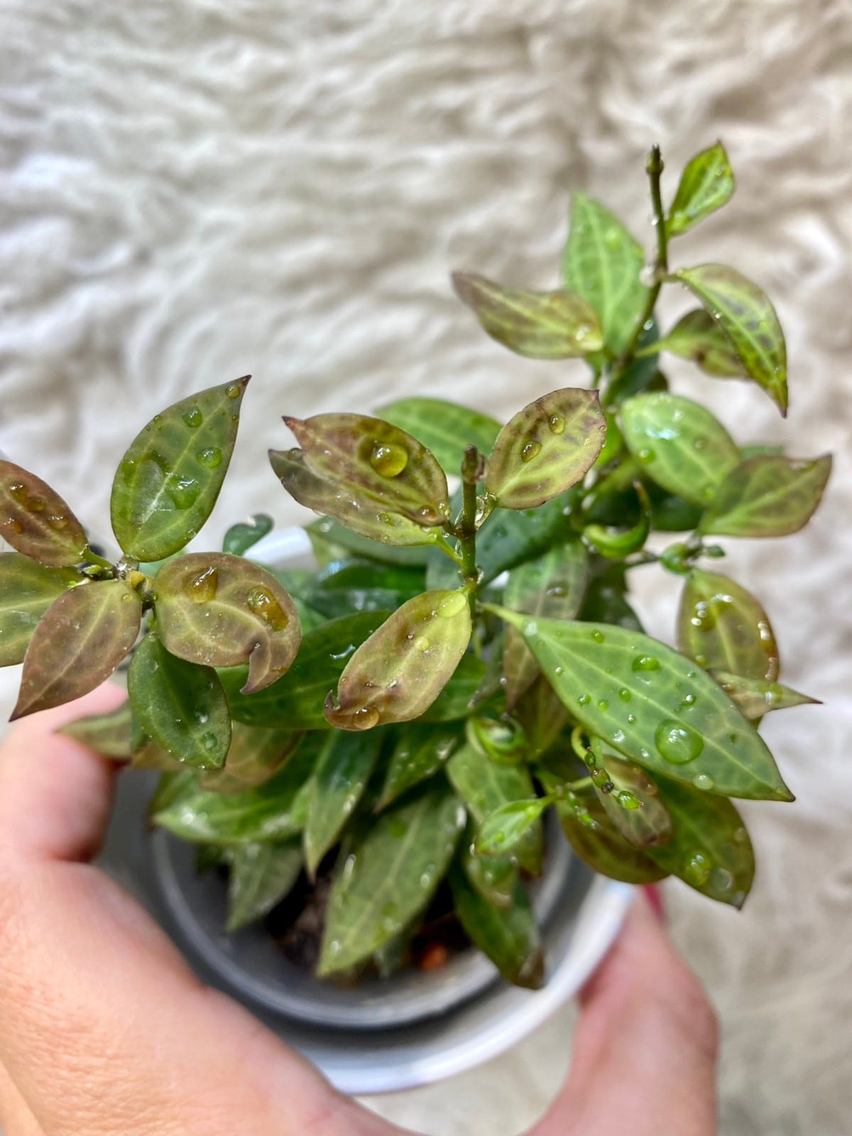 Hoya sp. NS12-323 «microdwarf» | FINN torget