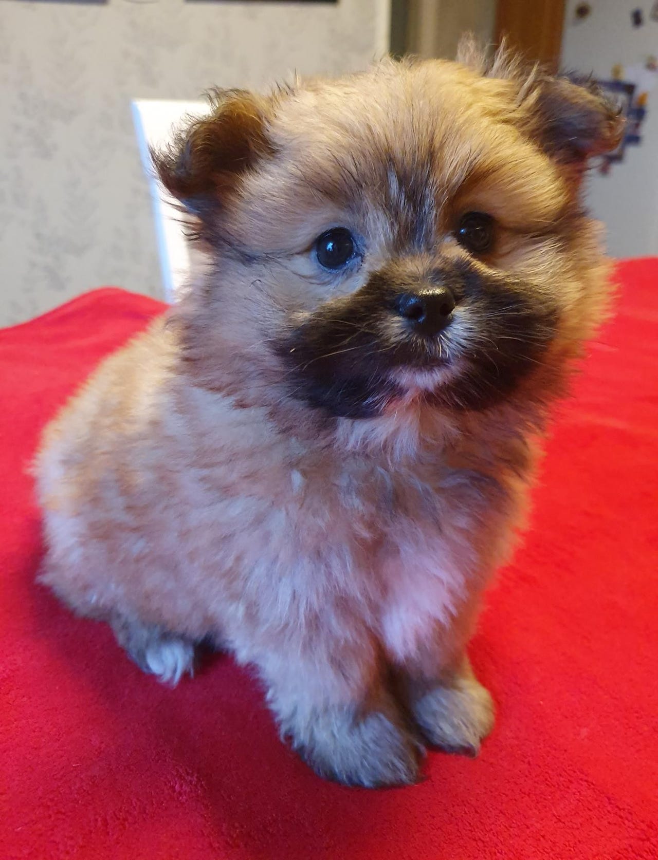 POMERANIAN / SHIH TZU ( SHIRIANIAN ) | FINN torget