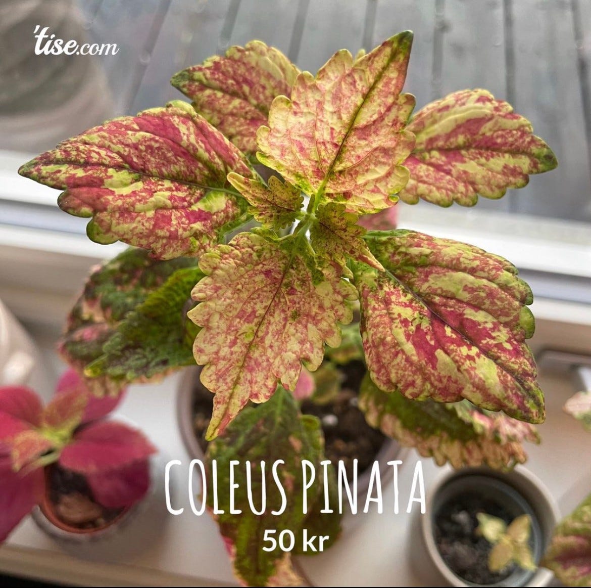 Coleus Pinata | FINN.no