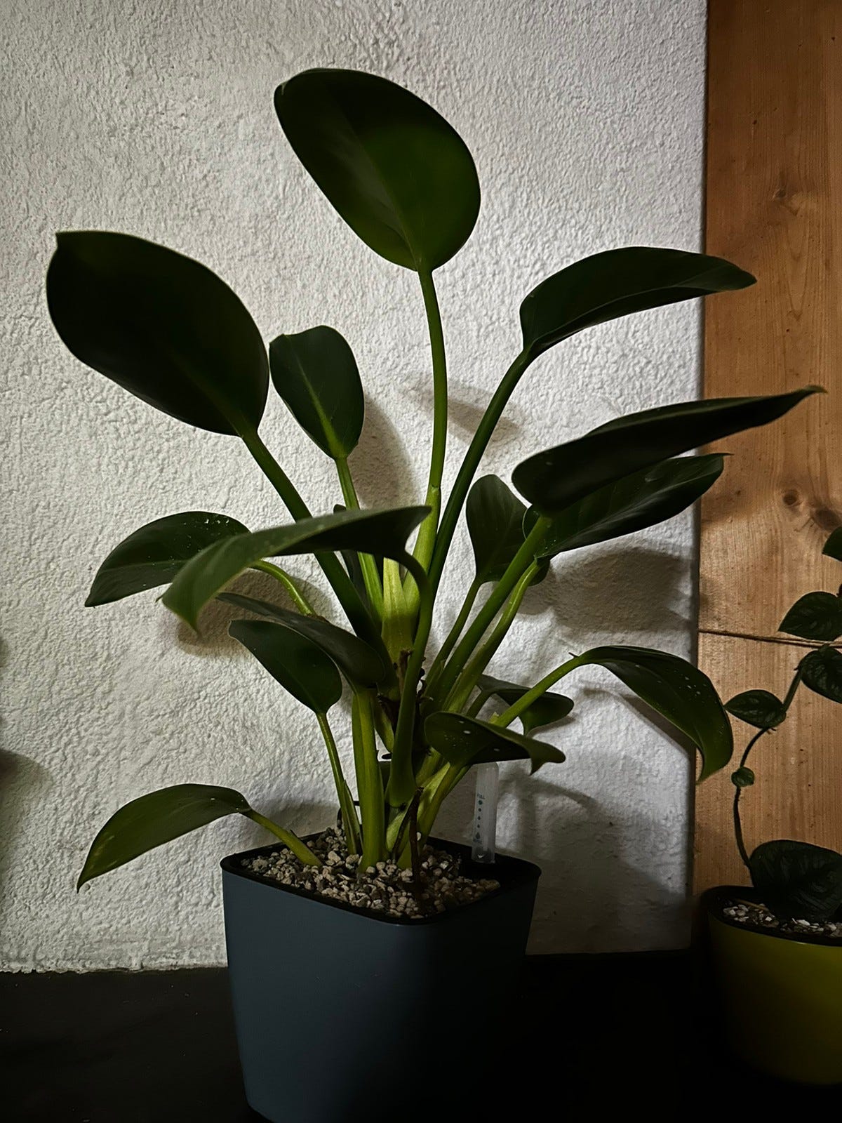 Philodendron Green Princess | FINN torget