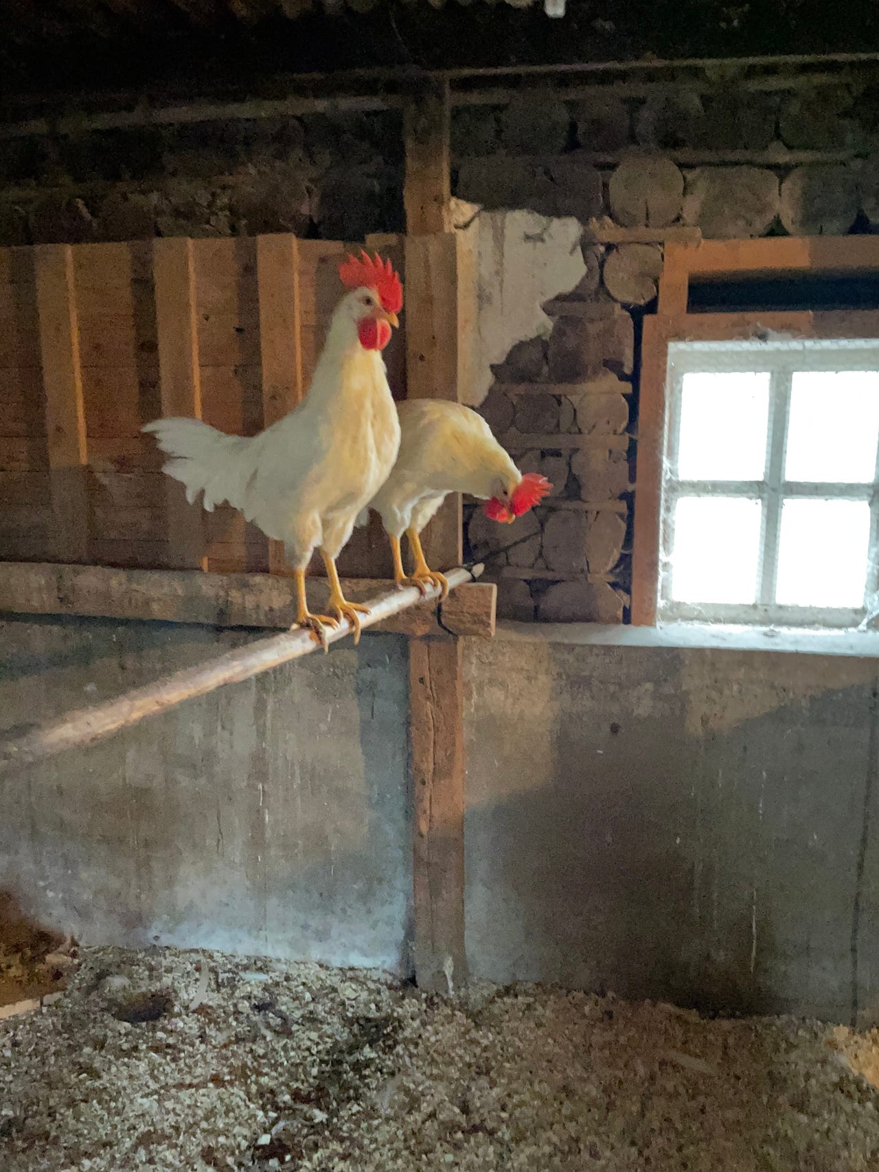 Haner av islandshøns | FINN-torget