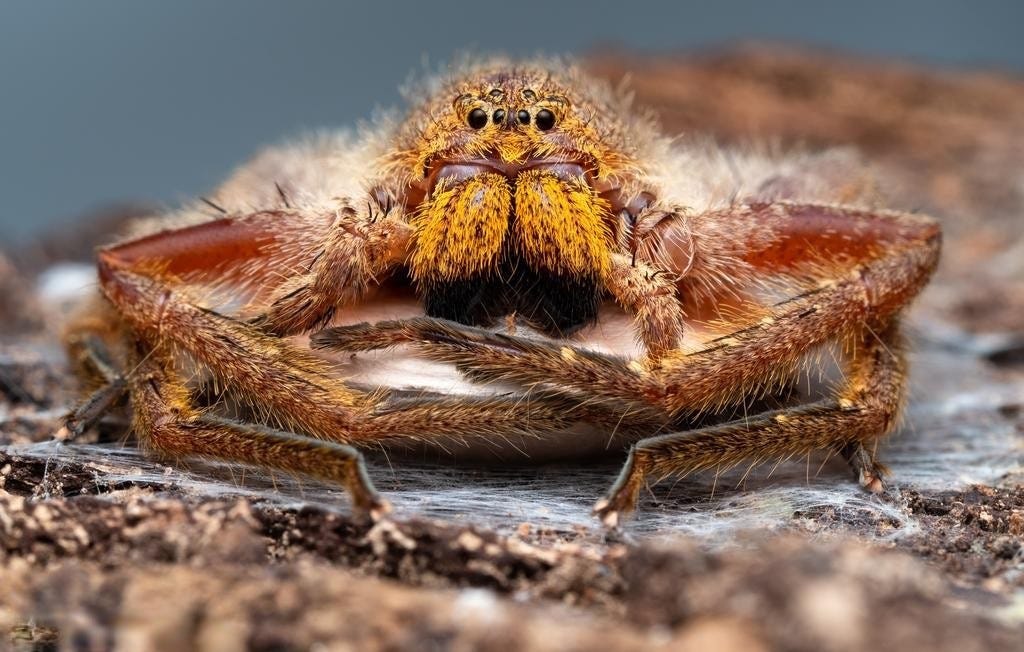 Panaretus Javanus / Heteropoda javana / Jule salg! | FINN-torget