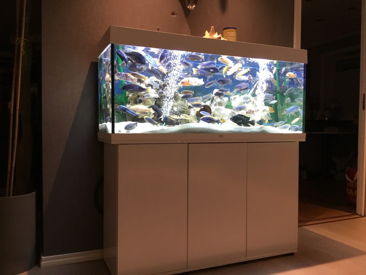 Juwel Rio 240 liters akvarie med med alt man trenger til oppstart ...