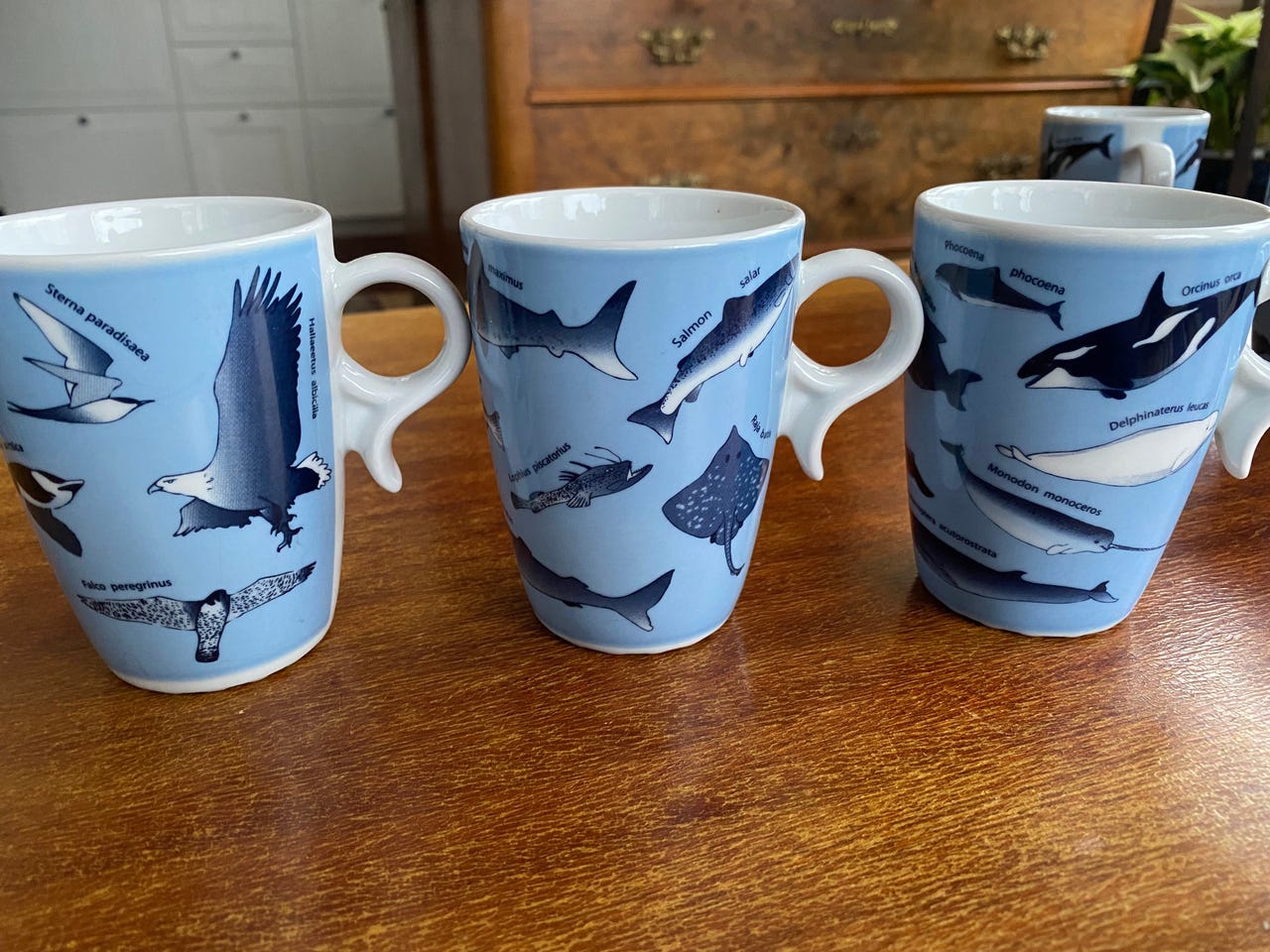 Kule kaffe kopper | FINN.no