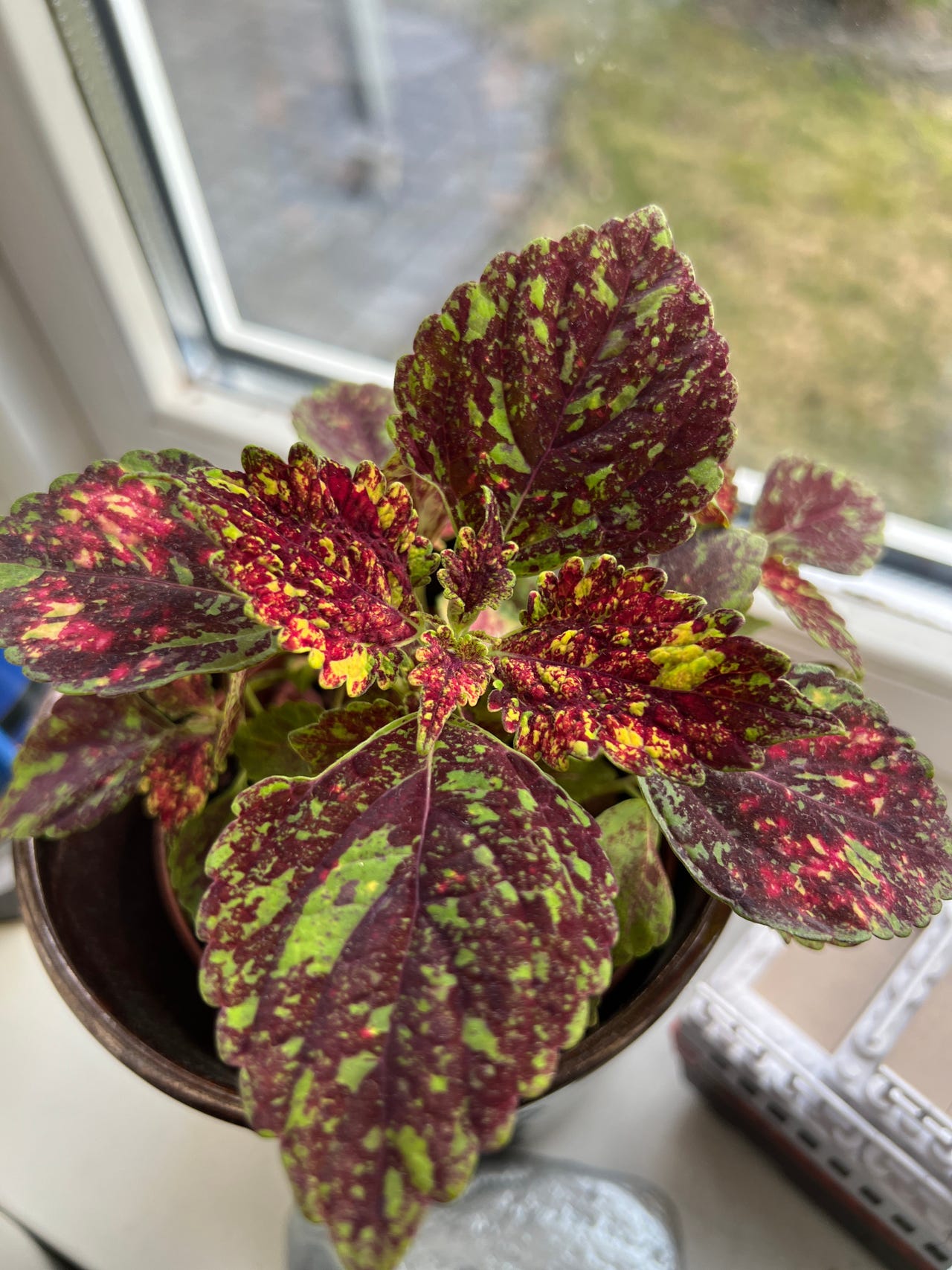 Pinata Coleus STIKLING | FINN torget