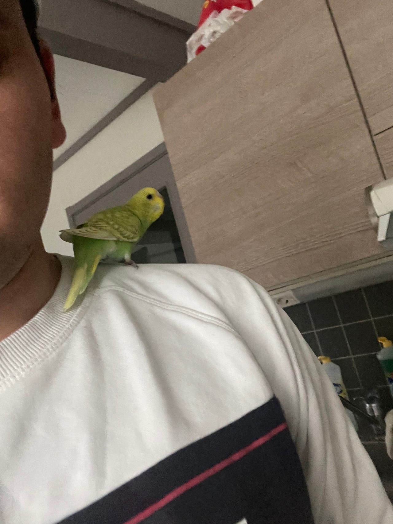 Super tam undulat unge! | FINN torget