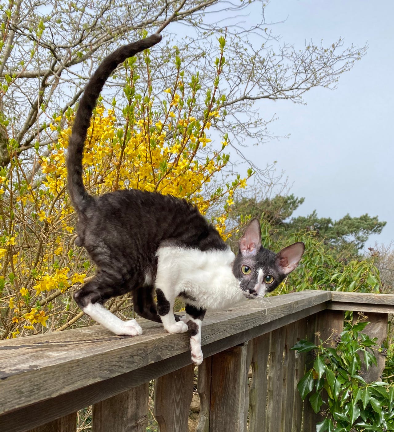 Very friendly Cornish Rex boy Mikki | FINN torget